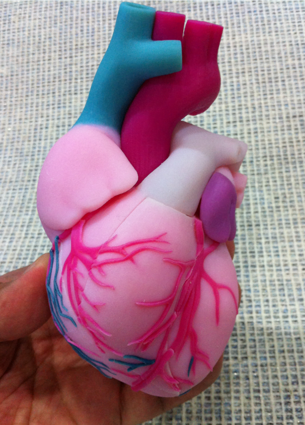 3D Printed Human Heart Model 3D Printed Human Heart Model